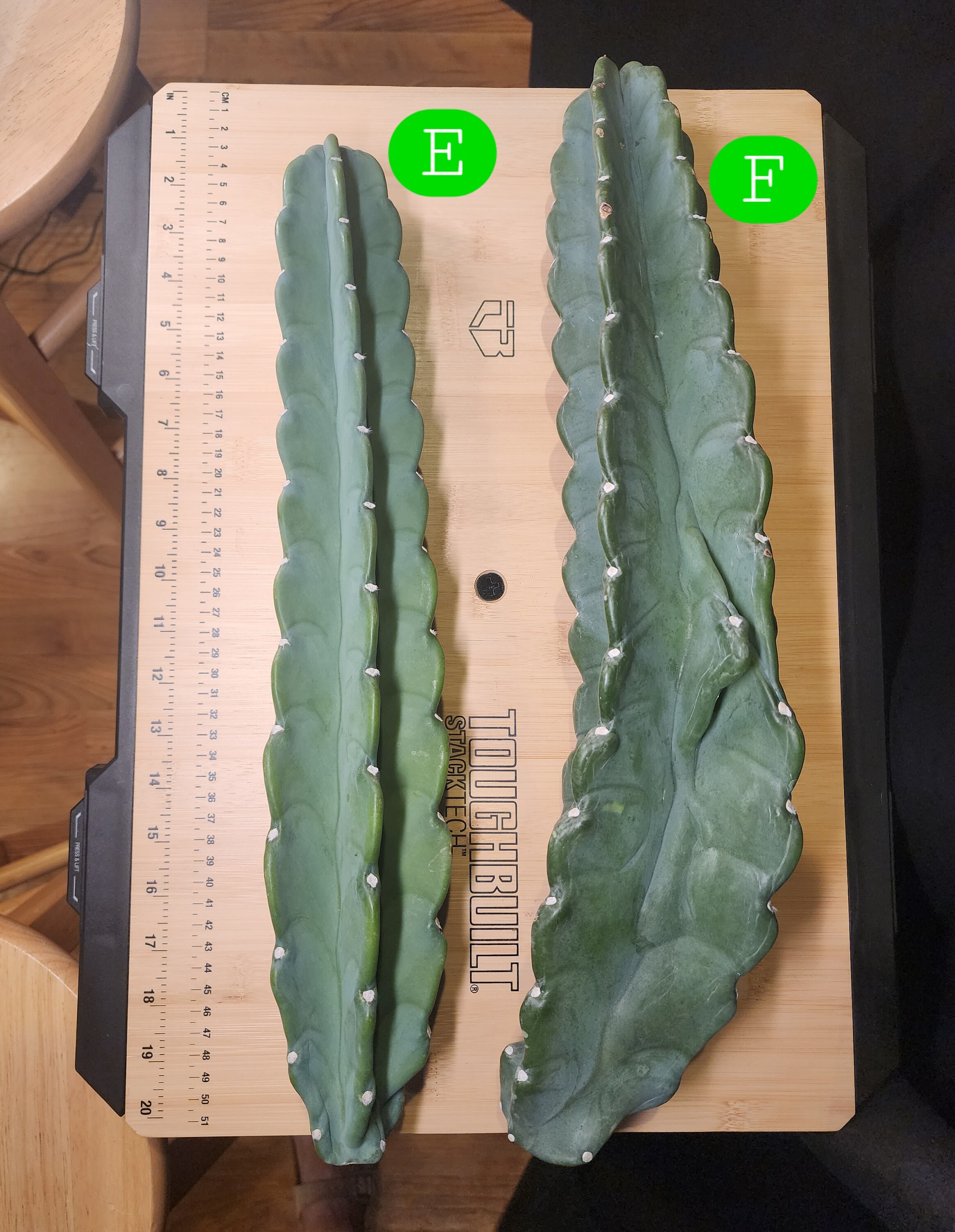 Peruvian Apple Cactus ROOTED Cutting - Etsy