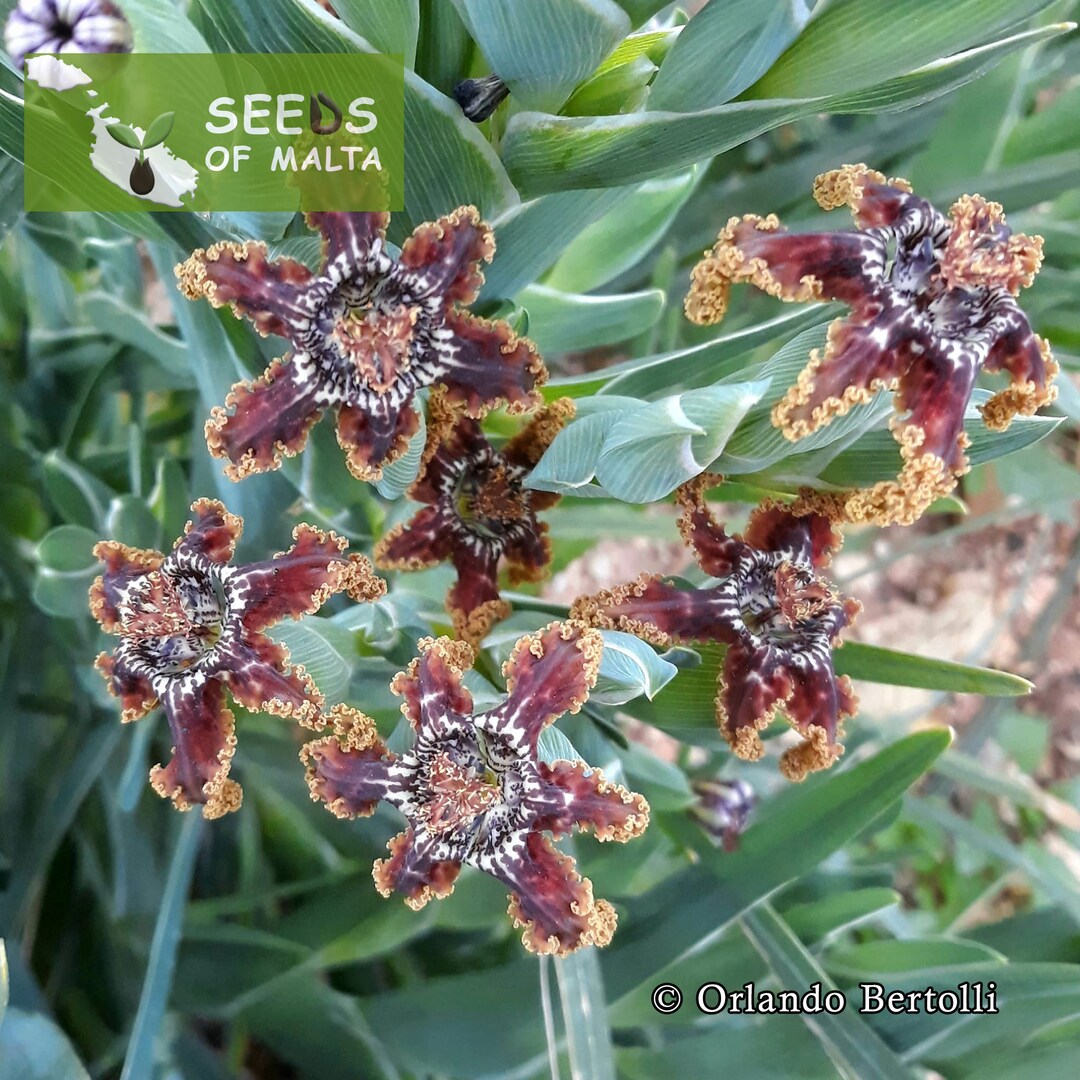 Ferraria crispa, Ferraria undulata, Starfish lily, 20 semillas frescas ...