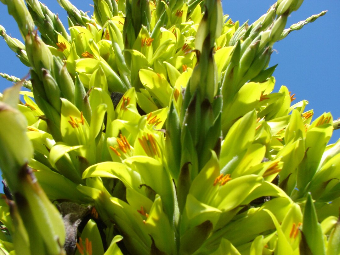 Puya Chilensis Fresh Seeds | Rare Chilean Bromeliad | Drought-tolerant ...