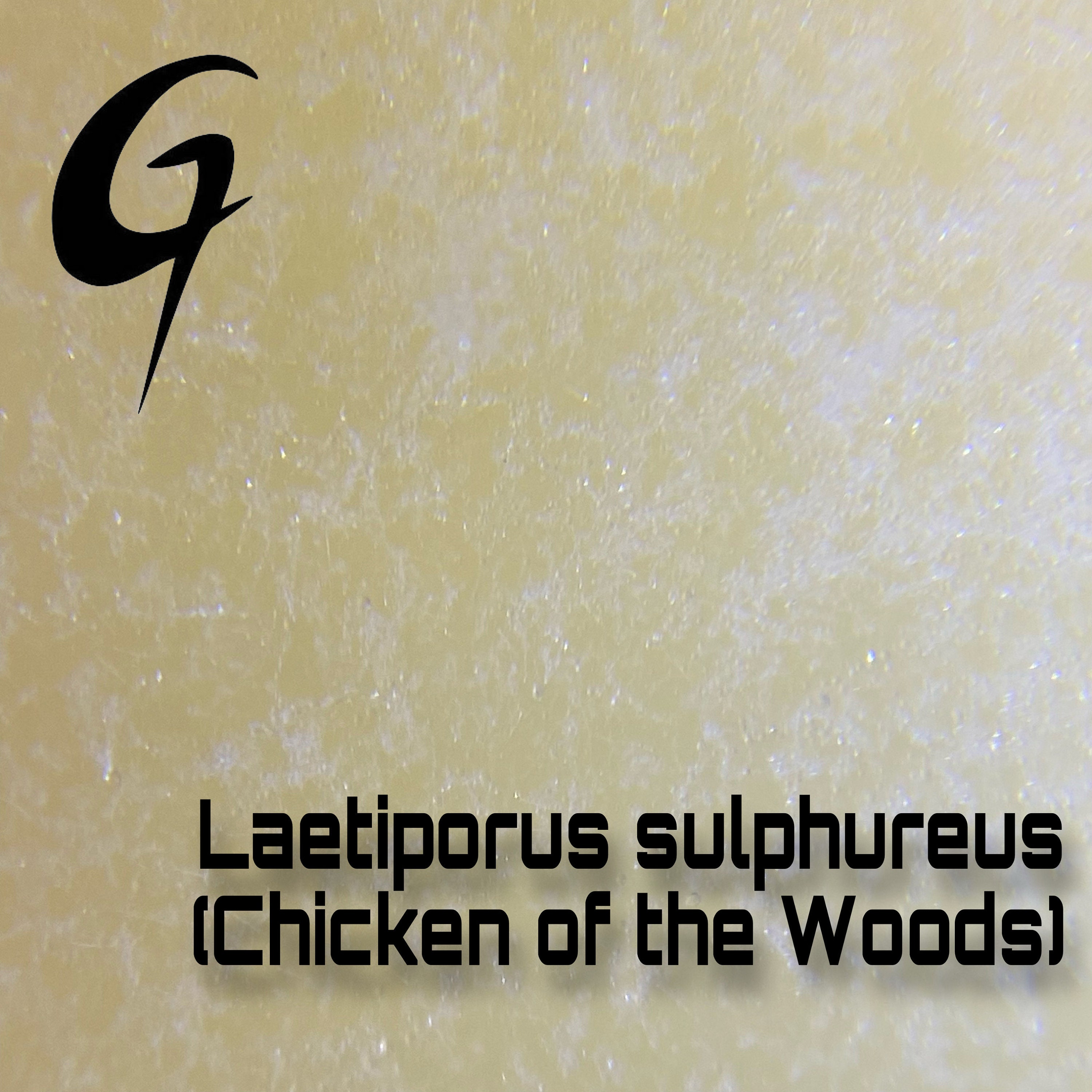Chicken of the Woods • Colonized Agar Culture - Etsy