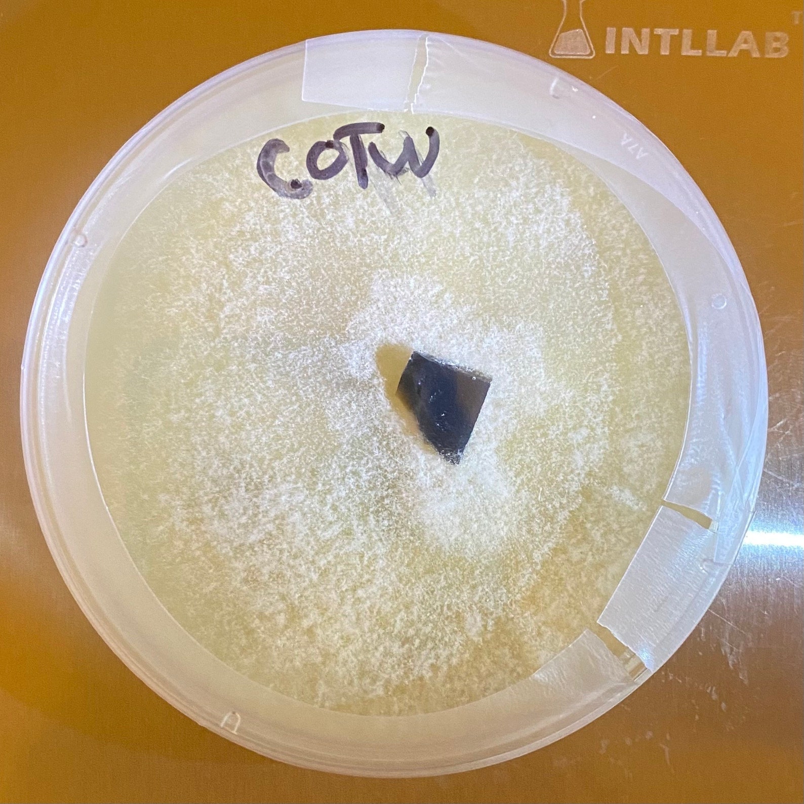 Chicken of the Woods • Colonized Agar Culture - Etsy