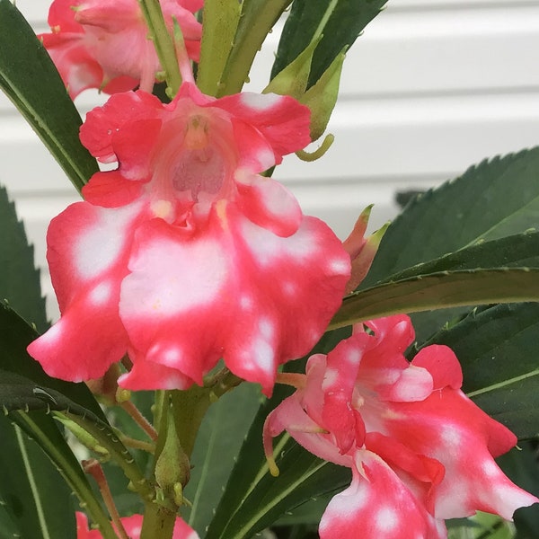 Camellia Plant - Etsy Canada