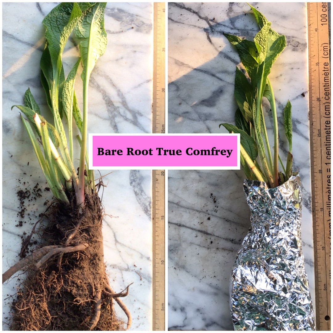 Bare Root TRUE COMFREY PLANT - Symphytum Officinale Bare Root / Soil ...