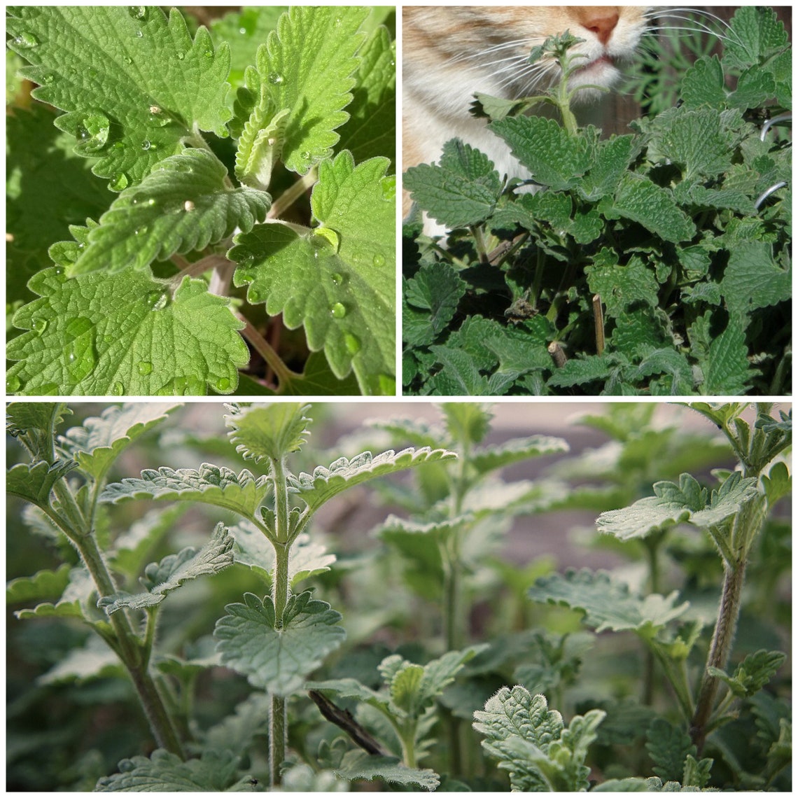 CATNIP HERB SEEDS - Perennial Heirloom Plant Seeds for Seed Saving ...