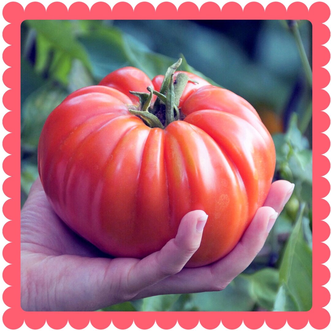 PINK PANDEROSA TOMATO Seeds - Low Acid Tomatoes Giant Pink Fruit ...