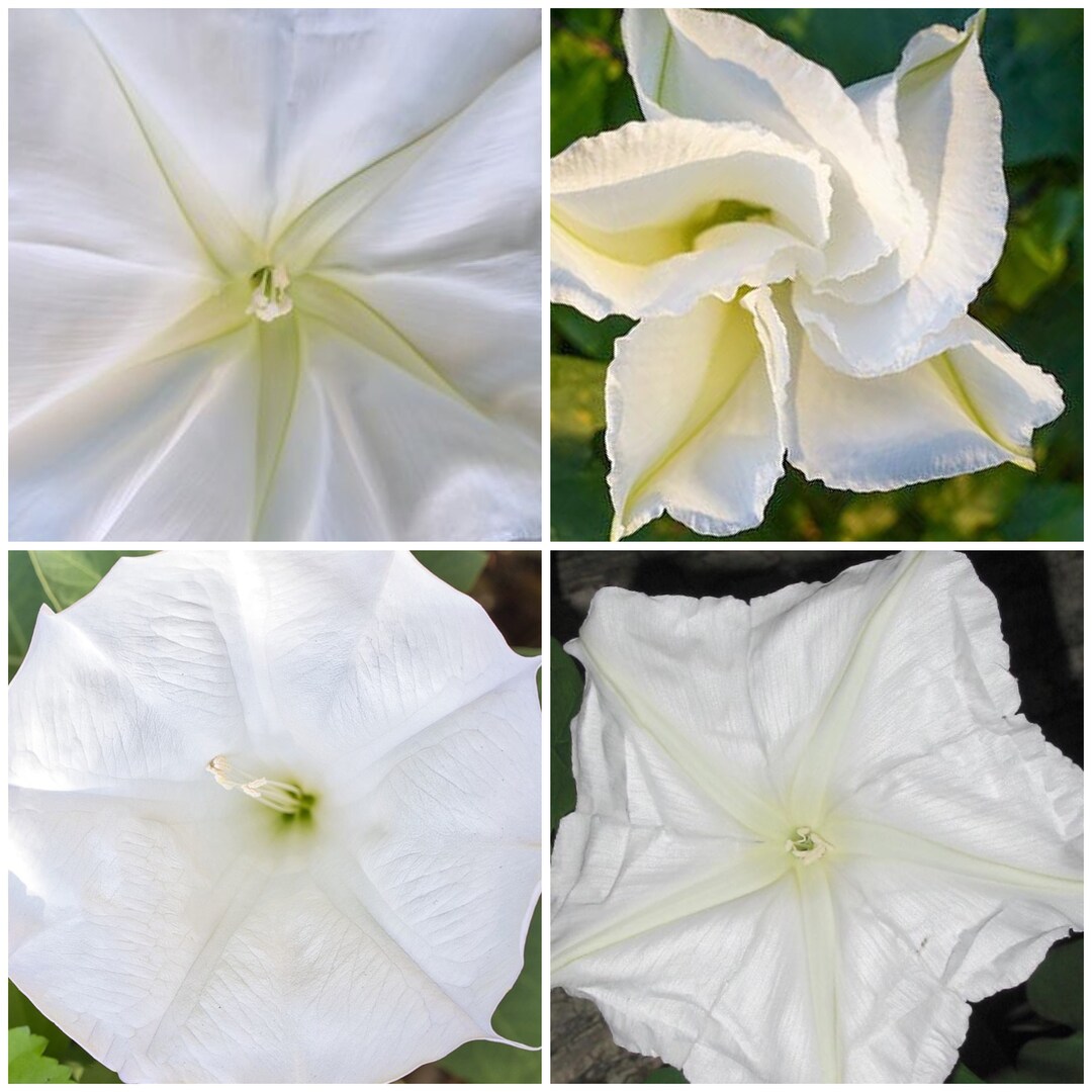 MOONFLOWER SEEDS - Giant Moonflower Vines / Ipomoea Alba Moonflower ...