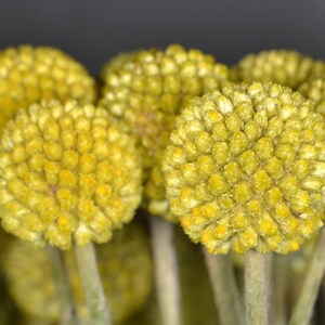RARE GOLF BALL Craspedia Globosa Flower Seeds - Billy Button L ...
