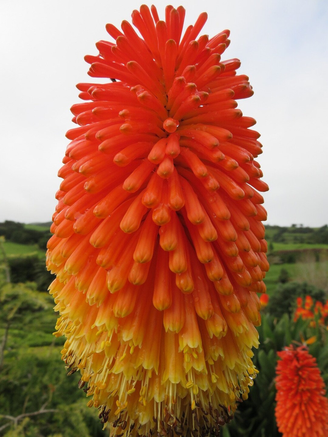 TORCH LILY SEEDS - Red Hot Poker Lily / Tritoma / Pfitzers / Attracts ...