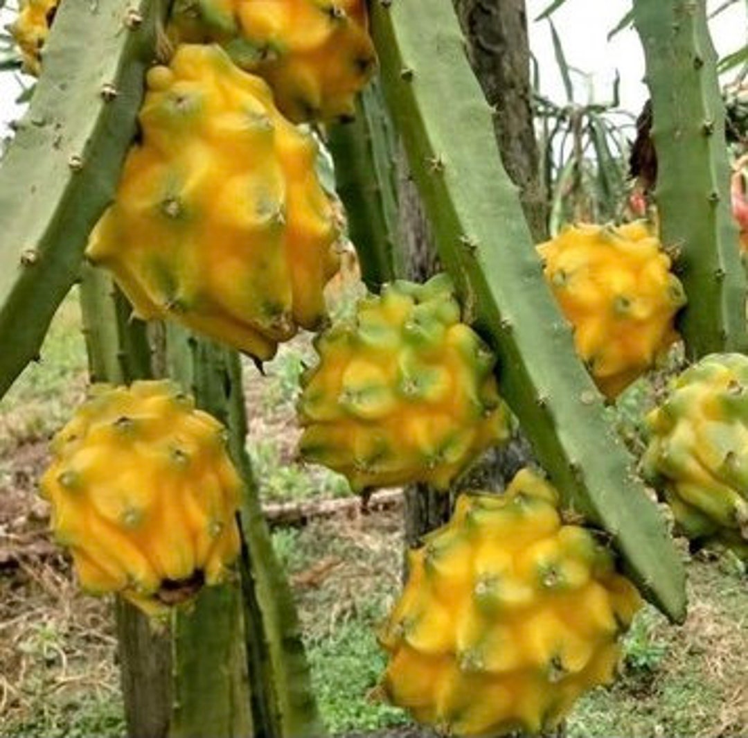 Graines rares de fruits jaunes du dragon Pitaya / Pitahaya / - Etsy France