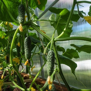 PATIO SNACKER CUCUMBER Seeds - Compact Container Cucumbers / Patio ...