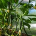 PATIO SNACKER CUCUMBER Seeds - Compact Container Cucumbers / Patio ...