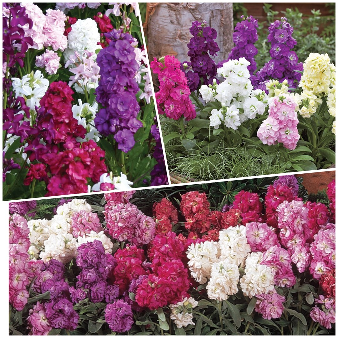 STOCKS TEN WEEK Dwarf Seeds - Double Florets Bloom All Season Long L ...