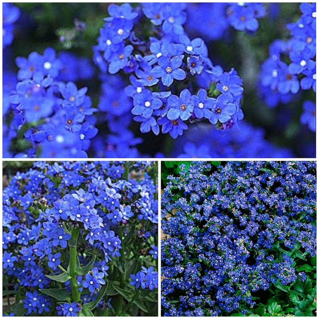 BLUE ANGEL ANCHUSA Flower Seeds - Summer Forget Me Not / Siberian ...