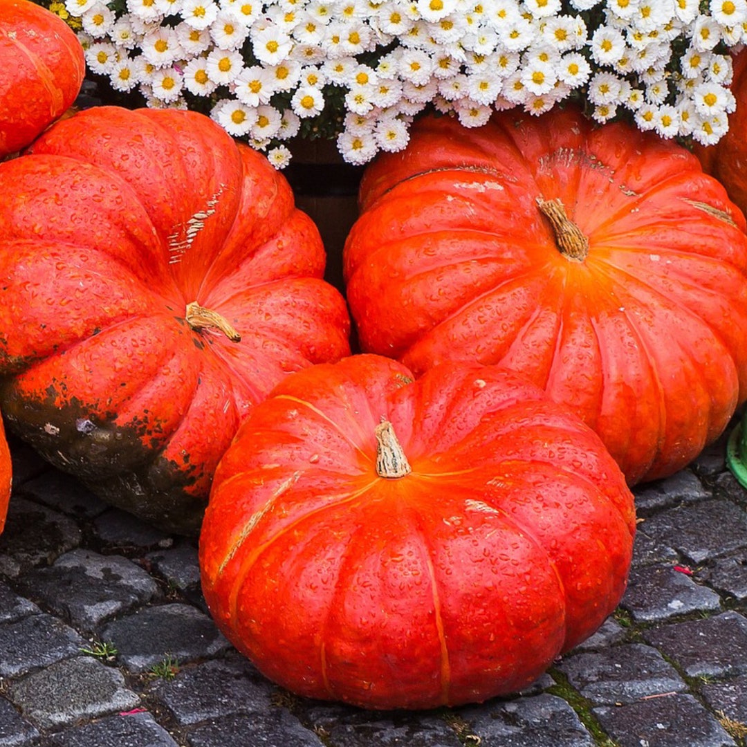 CINDERELLA CARRIAGE PUMPKIN Seeds - Rouge Vif D'etampes / Fairytail ...
