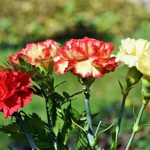 Carnation Bouquet Seeds - Dianthus Caryophyllus / PINK CLOVES / Long ...