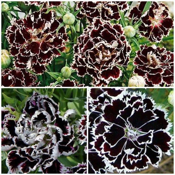 Fiore Di Garofano Nero