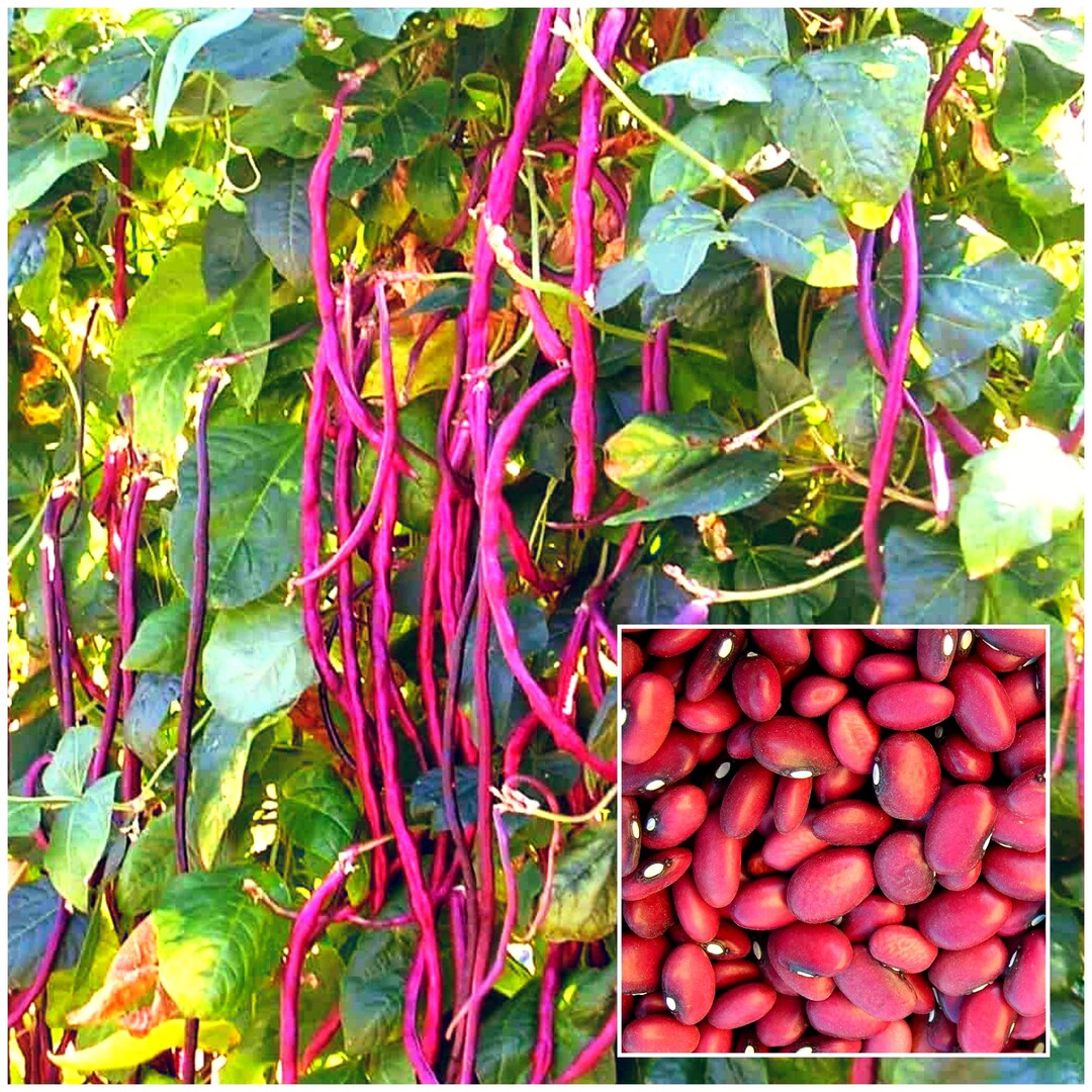 12+ RED ASPARAGUS BEAN Seeds - Chinese Red Noodle / Chinese Long Bean ...