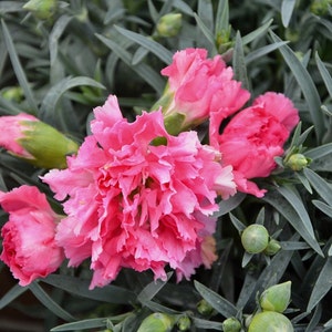 Carnation Bouquet Seeds - Dianthus Caryophyllus / PINK CLOVES / Long ...