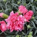 Carnation Bouquet Seeds - Dianthus Caryophyllus / PINK CLOVES / Long ...