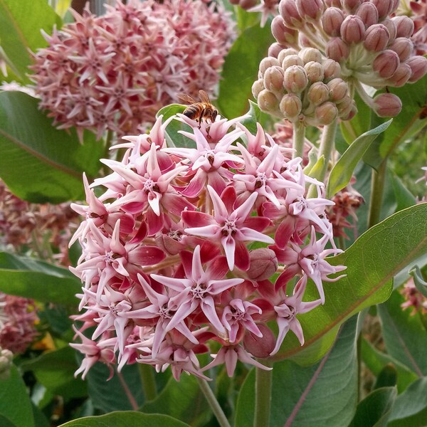 5 Rare Queen of the Prairie Seeds Filipendula Rubra 'venusta Magnifica ...