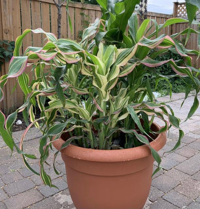 Japanese Pink Zebra Stripe Ornamental Corn Seeds - Japonica Striped ...