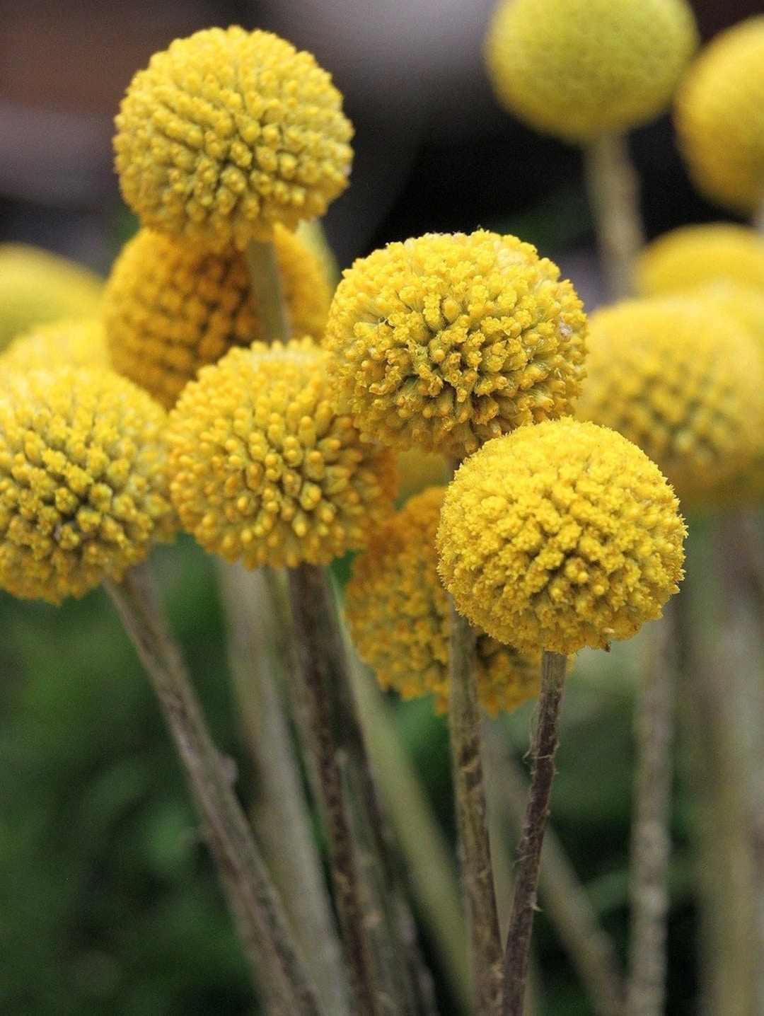 RARE GOLF BALL Craspedia Globosa Flower Seeds - Billy Button L ...