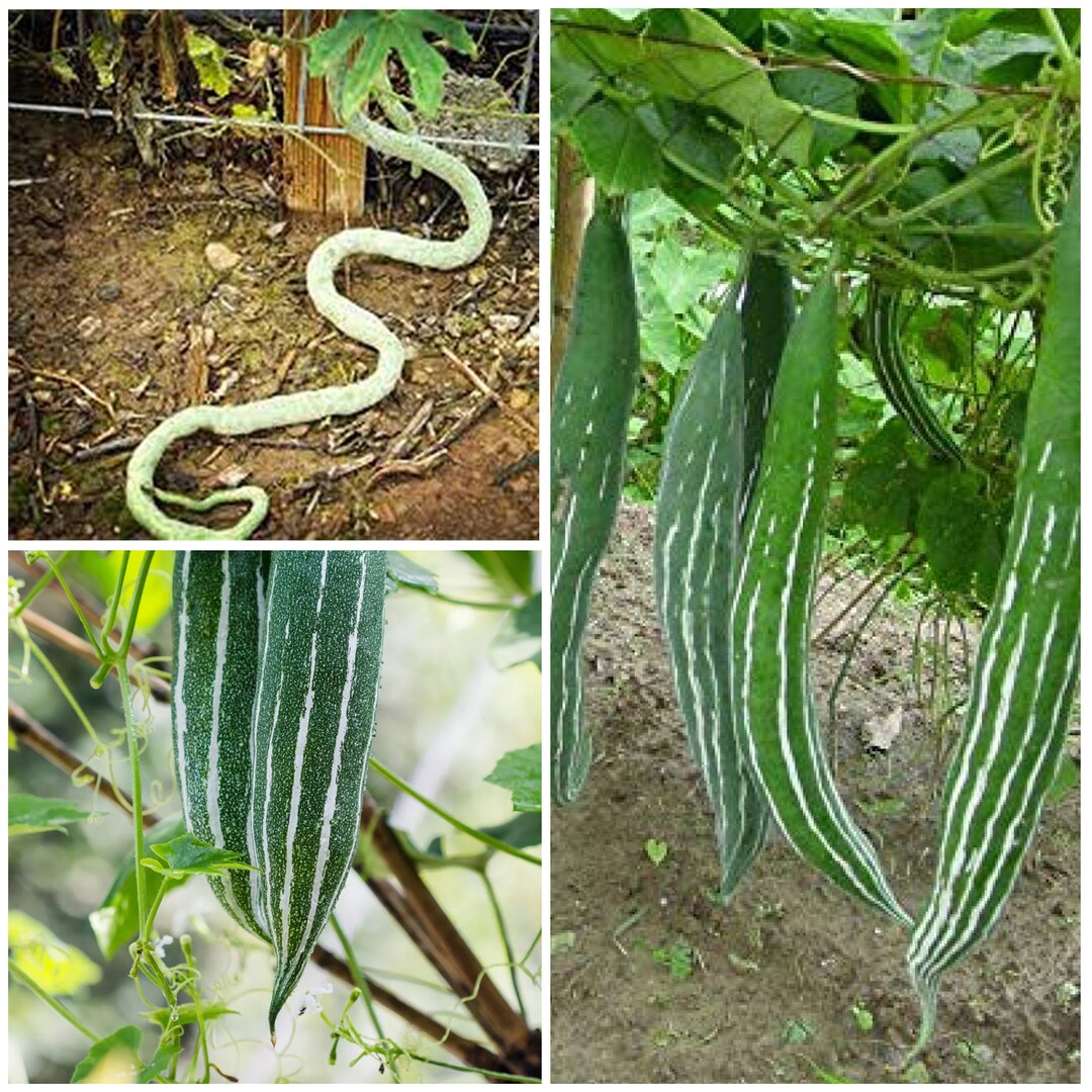 Graines de courge SERPENT GÉANT - Cuccuzi italien / Lagenaria siceraria ...