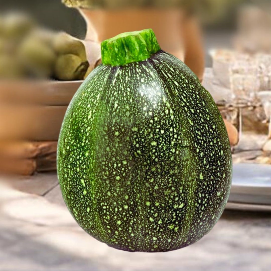 10+ Ronde De Nice Zucchini Seeds - FRENCH HEIRLOOM SQUASH / Tondo Di ...