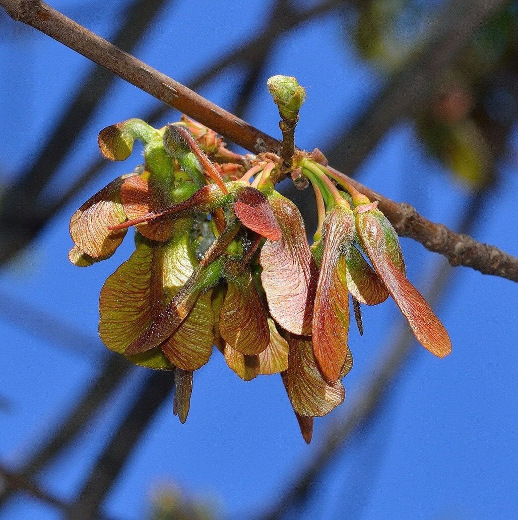 Maple Sugar Tree Samara Seeds Rock Maple Acer Saccharum | Etsy