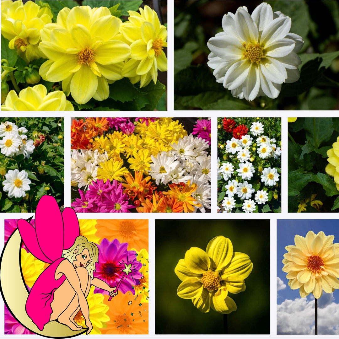 Dwarf Dahlia Garden Flower Seeds - Double and Semi-double Flowerheads ...