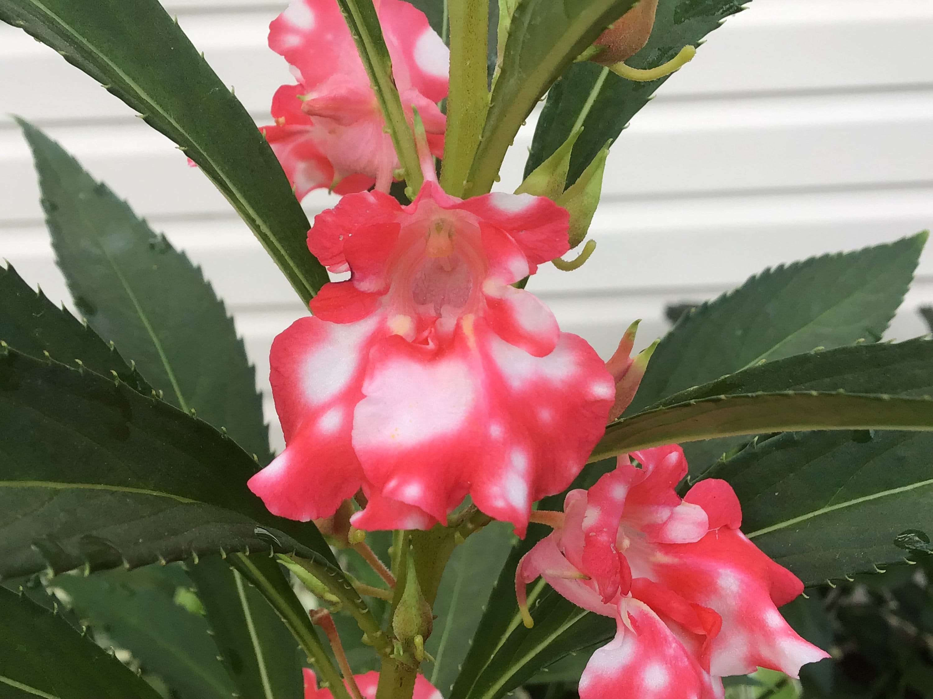 PEPPERMINT STICK BALSAM - Heirloom Garden Impatiens Balsamina L Rose ...