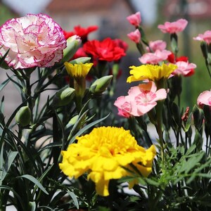 Carnation Bouquet Seeds - Dianthus Caryophyllus / PINK CLOVES / Long ...