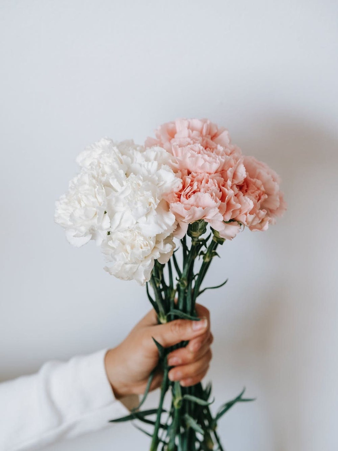Carnation Bouquet Seeds - Dianthus Caryophyllus / PINK CLOVES / Long ...