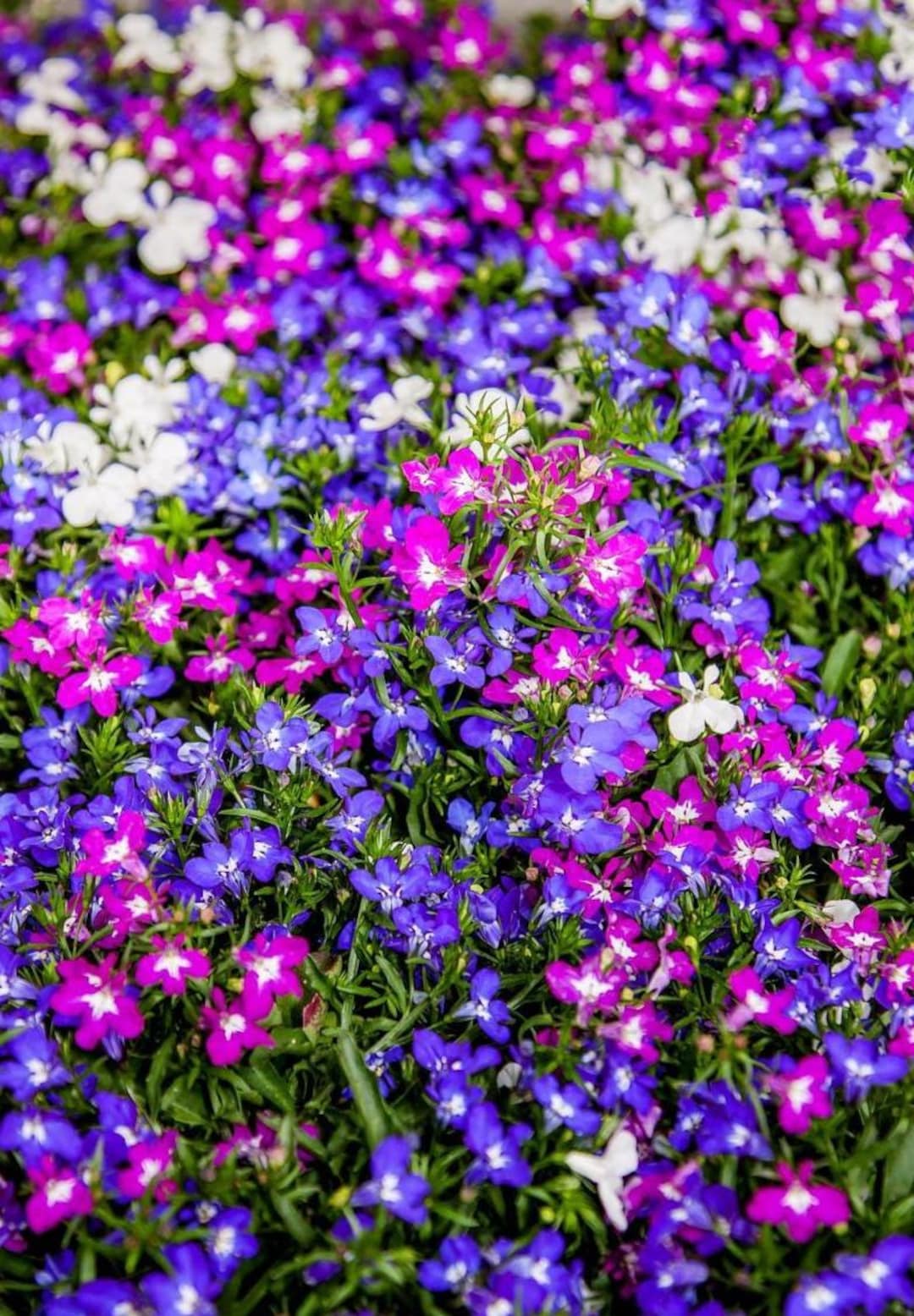 100 + LOBELIA CASCADE MIX Seeds - Containers / Hanging Baskets / Border ...