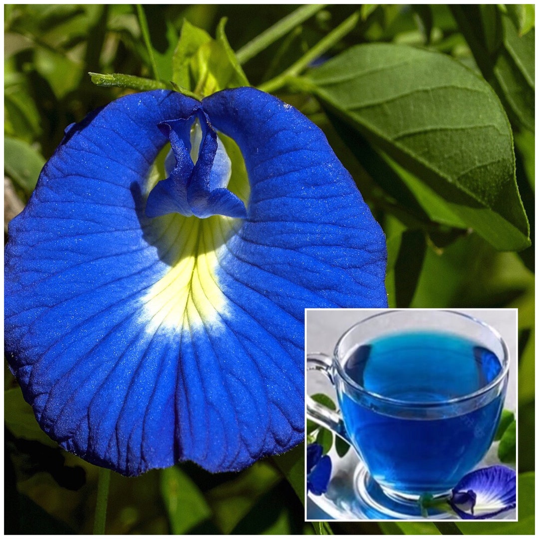 Exotic Butterfly Pea - Blue Tea Pea / Asian Pigeonwings / Blue Pigeon ...