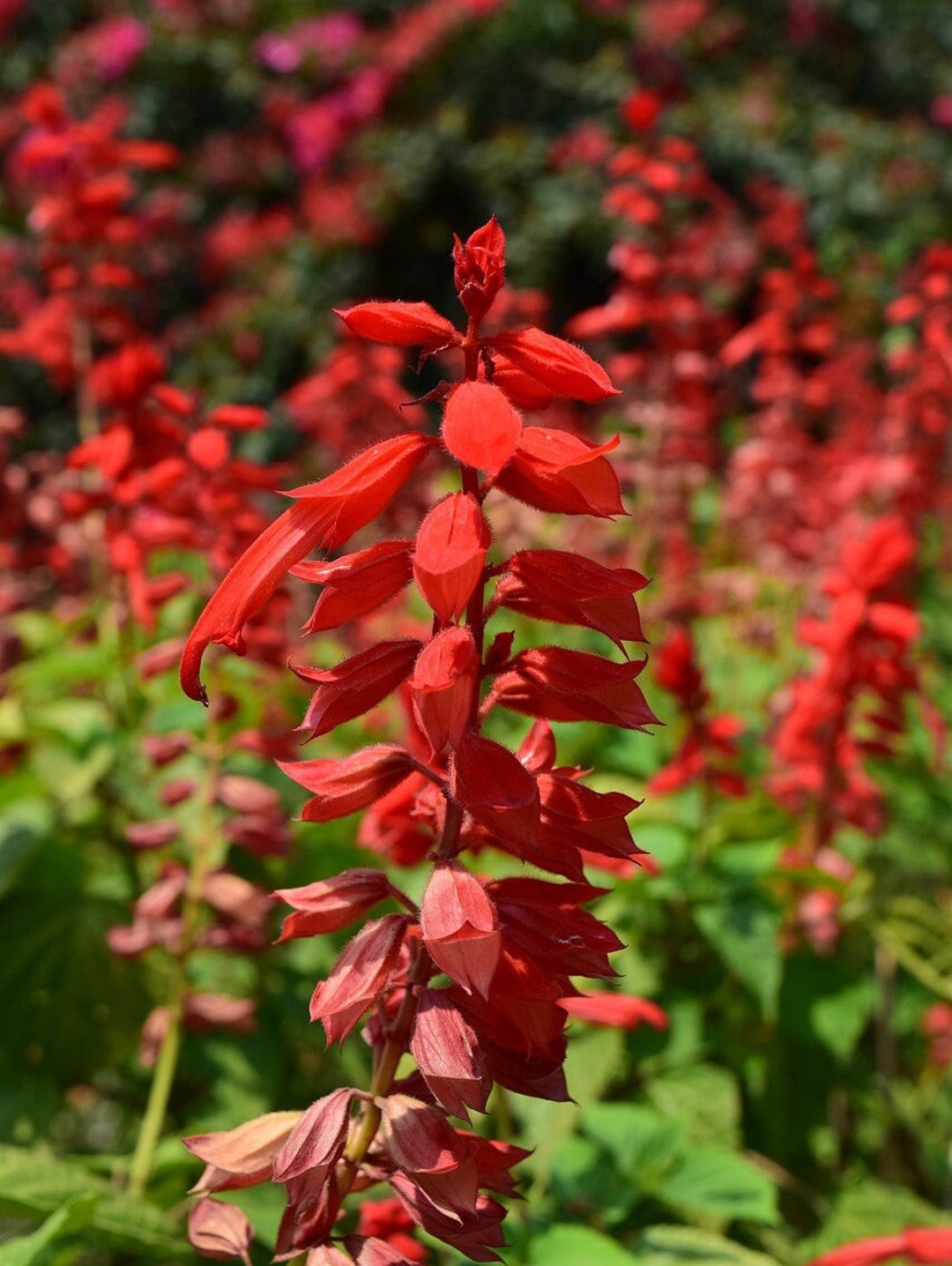 Scarlet Sage - St Johns Fire Salvia / Red Sage / Lady in Red Salvia ...