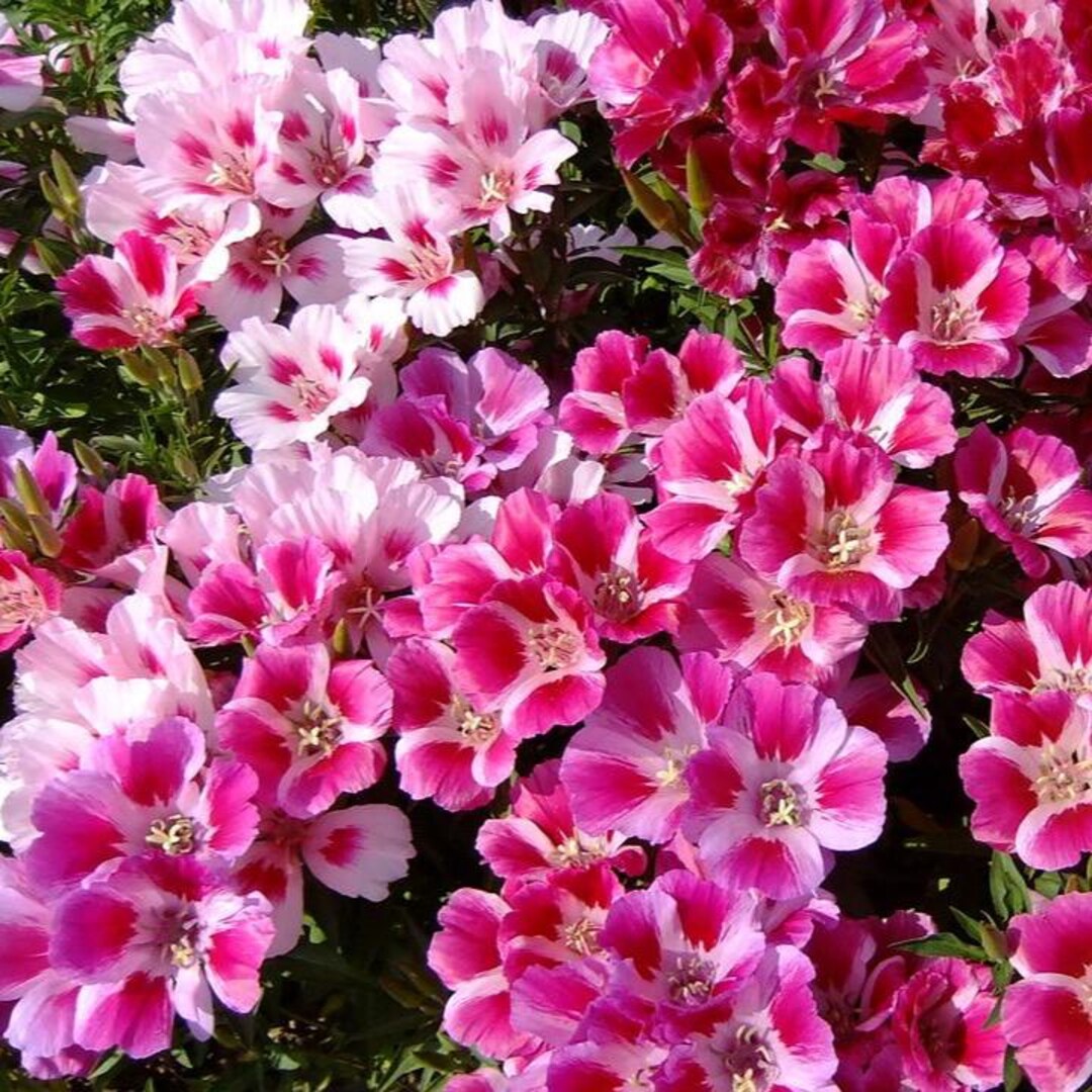 100+ GODETIA AZALEA FLOWERED Seeds - Clarkia Amoena / Pollinators ...