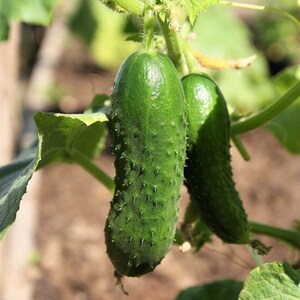 PATIO SNACKER CUCUMBER Seeds - Compact Container Cucumbers / Patio ...