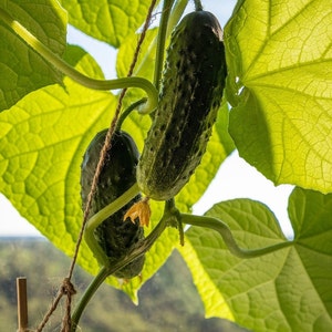 PATIO SNACKER CUCUMBER Seeds - Compact Container Cucumbers / Patio ...