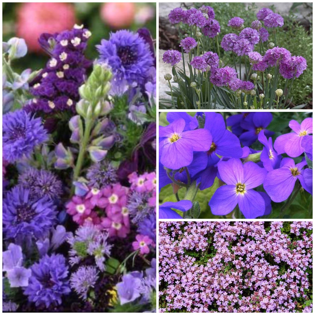 Heavenly Blue Splendor Flower Garden Mix Seeds - Annual Self Seeding ...