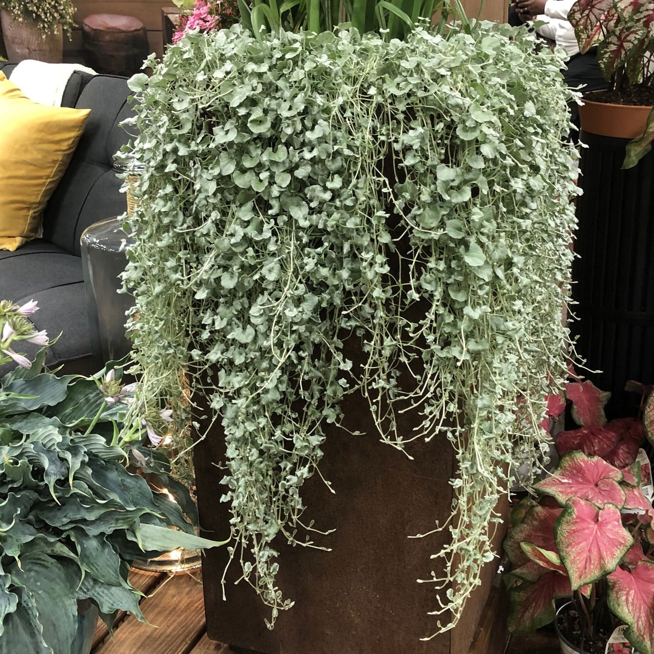 Silver Falls Dichondra Seeds Ponyfoot Seeds Silver Falls - Etsy Australia