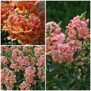 DOUBLE BUTTERFLY SNAPDRAGON Flower Seeds - Bronze Antirrhinum Rare Snap ...