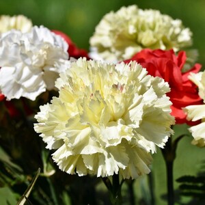 Carnation Bouquet Seeds - Dianthus Caryophyllus / PINK CLOVES / Long ...