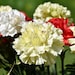 Carnation Bouquet Seeds - Dianthus Caryophyllus / PINK CLOVES / Long ...