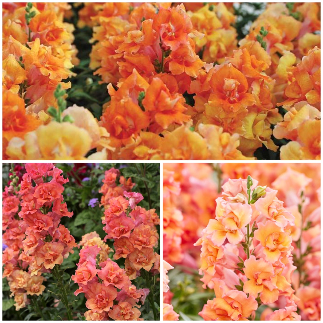 DOUBLE BUTTERFLY SNAPDRAGON Flower Seeds - Bronze Antirrhinum Rare Snap ...