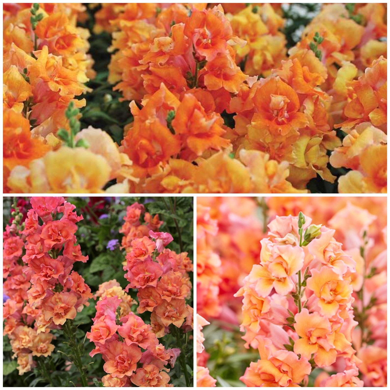 DOUBLE BUTTERFLY SNAPDRAGON Flower Seeds - Bronze Antirrhinum Rare Snap ...