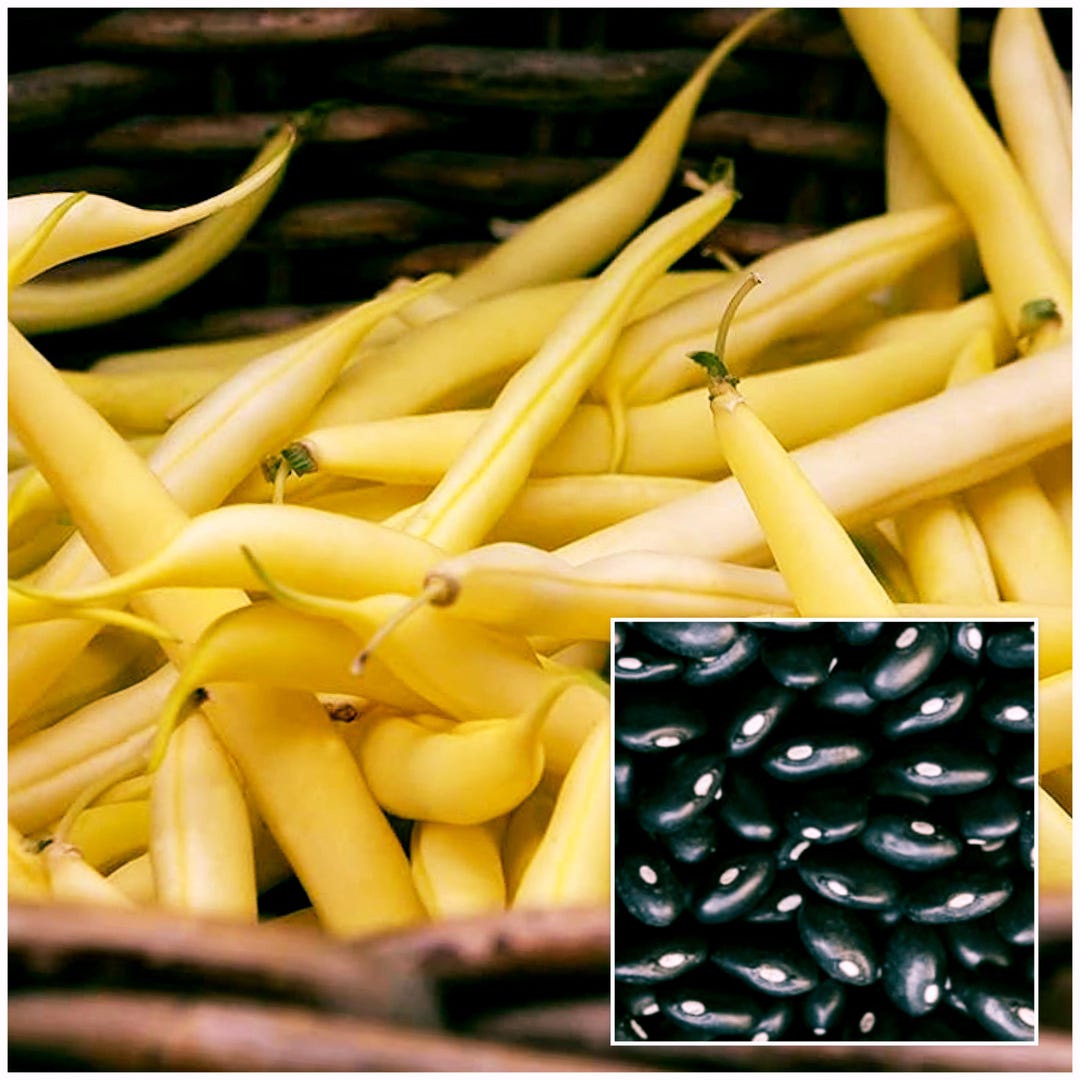 50 PENCIL POD YELLOW Bush Bean Seeds Eastern Wax Bush Beans / Pencil ...
