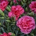 Carnation Bouquet Seeds - Dianthus Caryophyllus / PINK CLOVES / Long ...