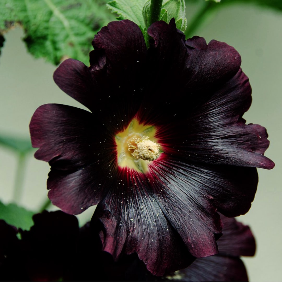 GOTH BLACK HOLLYHOCK Flower Seeds - Rosea Nigra / Edible Hollyhock ...