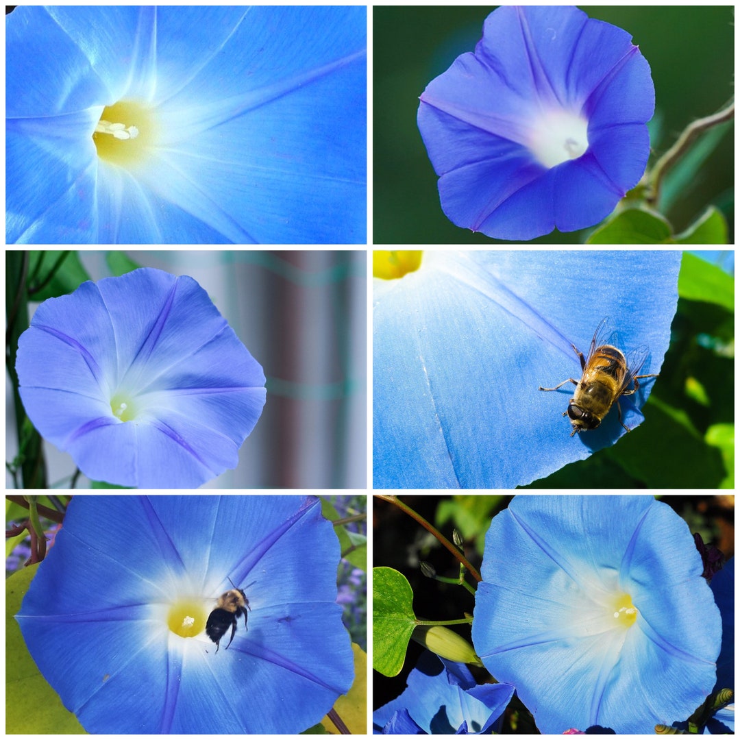 HEAVENLY BLUE Morning Glory Vine Seeds - Blue Bagua / Oceanblue Morning ...